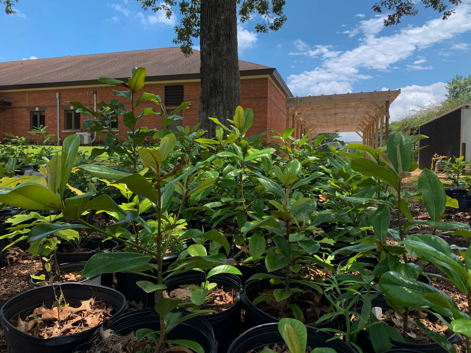 Demonstration Tree Nursery – UA Campus Planning | The University of Alabama